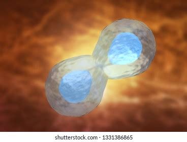 2 752 Split Cells Images Stock Photos Vectors Shutterstock