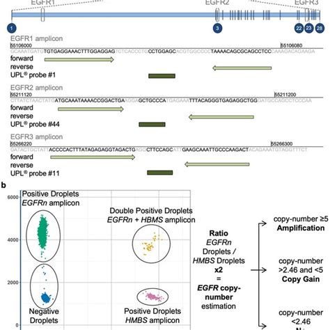 Design Of The Dpcr Assay Using Lna Hydrolysis Probes For Detecting The Download Scientific
