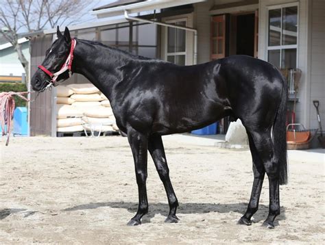 大阪杯g1馬体診断写真集レースデイリースポーツ Online