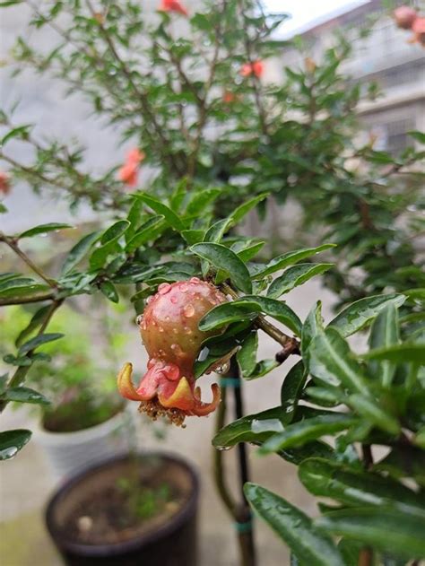 門前種三樹，家旺富三世，3種「旺宅」樹，養起來有「好兆頭」 每日頭條