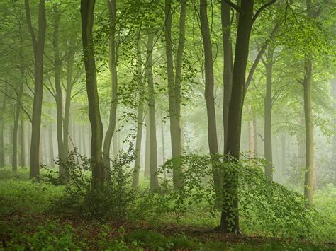 One Wet Misty Morning Behance