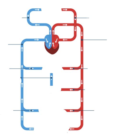Diagram Of Transport Circulation System Quizlet
