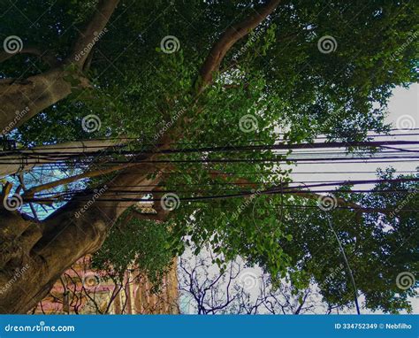 Power And Telephone Cables Sharing Space Between A Leafy Tree Stock Image Image Of Urban