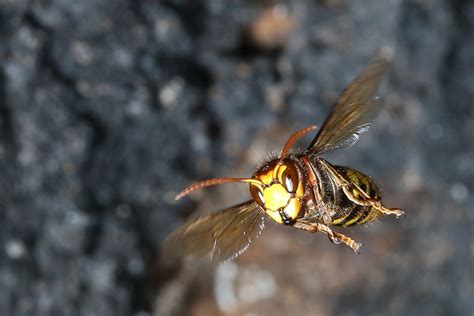 Gallerie Phase Trigger