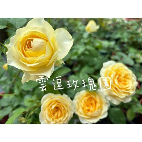 玫瑰花🌹奶油杯花期2週以上黃玫瑰🌹使用玫瑰專用土花持久奶油杯玫瑰花 蝦皮購物