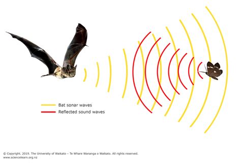 Bat Echolocation — Science Learning Hub