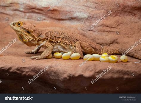 Dragon Laying Eggs