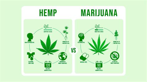 Hemp Vs Cannabis Whats The Difference Clone Mule