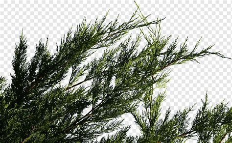 Spruce Fir Pine Tamarack Tree Fir Tree Branch Grass Twig Png PNGWing