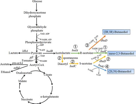 Metabolic Pathways For The Production Of 2 3 Butanediol 2 3 Bdo Download Scientific Diagram