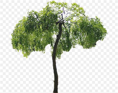 Tree Rgb Color Model Cmyk Color Model Png 676x644px Tree Adobe