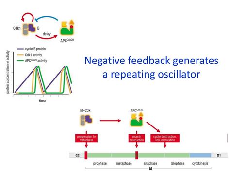 Ppt Apc Anaphase Promoting Complex Powerpoint Presentation Free Download Id 629856