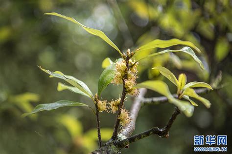 重庆巫溪老鹰茶古树开花了 新华网客户端