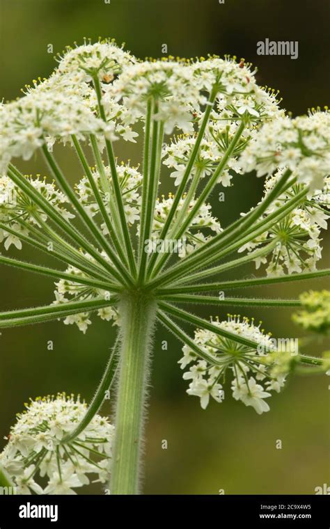 Cow Parsnip Heracleum Maximum St Joe Wild And Scenic River St Joe