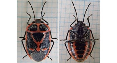 ナガメ 何顔に見えますか 夢の中の虫