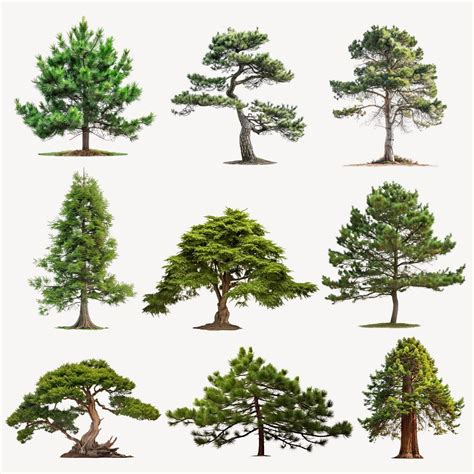 Tree Editable Design Element Set Premium Editable Design Rawpixel