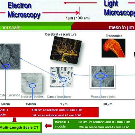 Pdf Multiscale 3d Bioimaging From Cell Tissue To Whole Organism