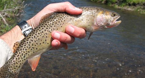 Native Trout Of Nevada Sagebrush Chapter Trout Unlimited