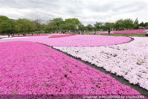 芝桜の絨毯の写真・画像素材 5892562 Snapmart（スナップマート）