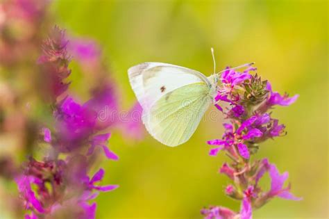 Pieris Rapae Small White Butterfly Pollinating On Pink Purple Flowers