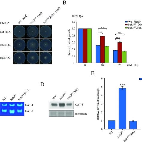 Bub3 Functions To Suppress Cat 3 Gene Expression A Mycelial Growth Download Scientific