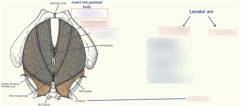 Pelvic Floor Muscles Diagram Quizlet