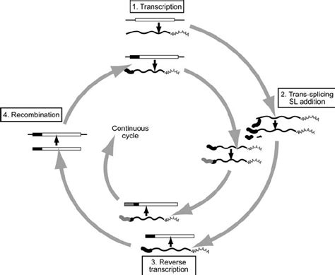 A Proposed Model Describing The Cyclical Process For Progressive Download Scientific Diagram