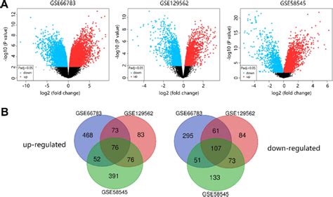Identification Of 183 DEGs In Three GEO Datasets A Volcano Plots Of