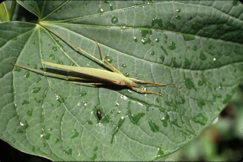 Genus Elimaea · Inaturalist