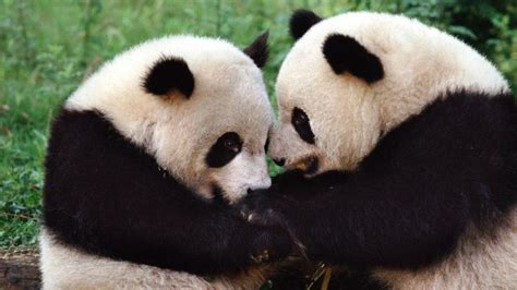 National Panda Day Here S Five Cool Things About Them BBC Newsround