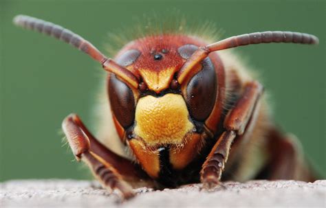 Wasp Meaning And Wasp Symbolism On Whats Your Sign