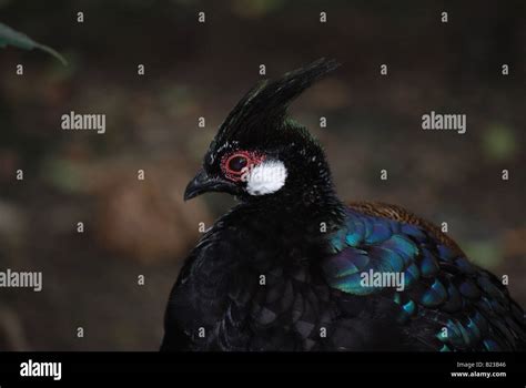 Close Up Of Palawan Peacock Pheasant Polyplectron Napoleonis Stock