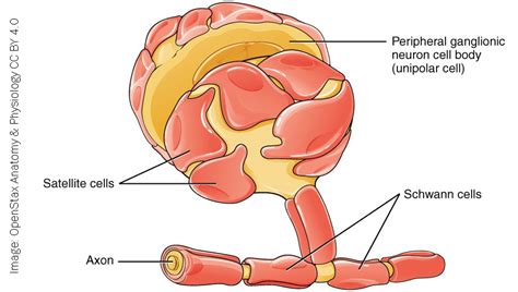 Neurons And Glial Cells Openstax Biology Cells Of The Nervous System