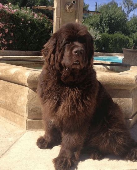 This Is Seriously Cute 🤩💓 Rnewfoundlander