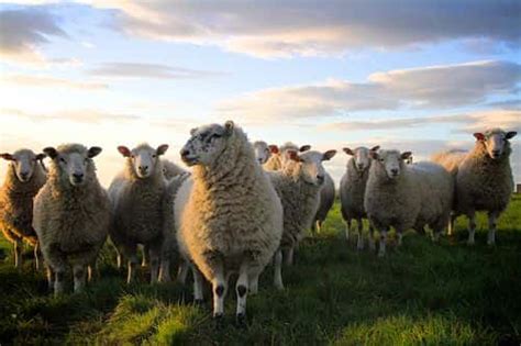 Flock Of Lost Sheep Accept Morning Jogger As Their Leader And Completes