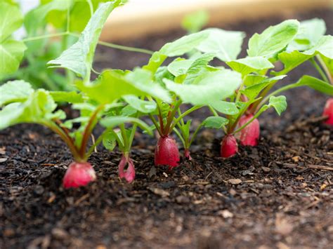 Garden Organic What Can I Compost