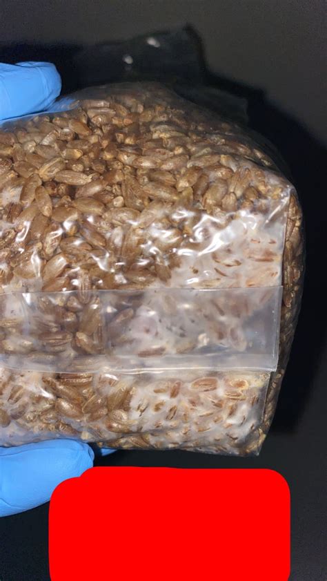 Hows My Mycelium Looking Mushroom Cultivation Shroomery Message Board