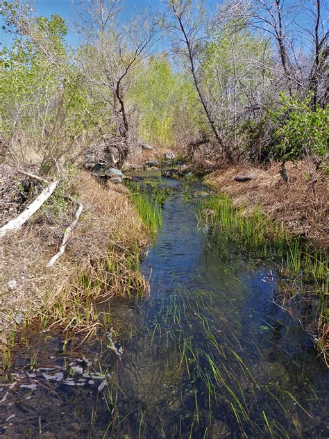 Reds In The Water Jewel Of The Creek Preserve Arizona
