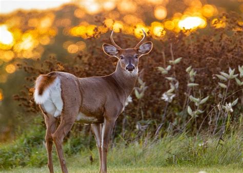 Types Of Deer 15 World S Most Fascinating Deer Breeds