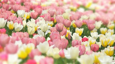 さんぽふぉと Sanpophoto（無料壁紙） 花