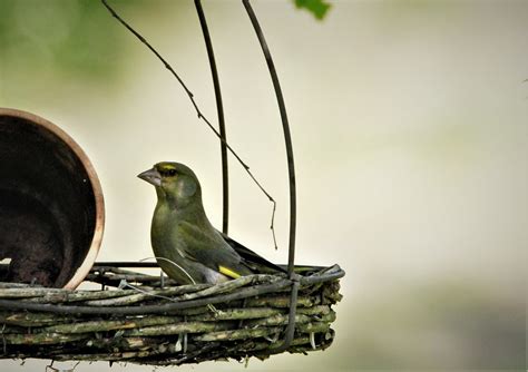 Greenfinch Zięba Ptak Miejsce Darmowe zdjęcie na Pixabay Pixabay