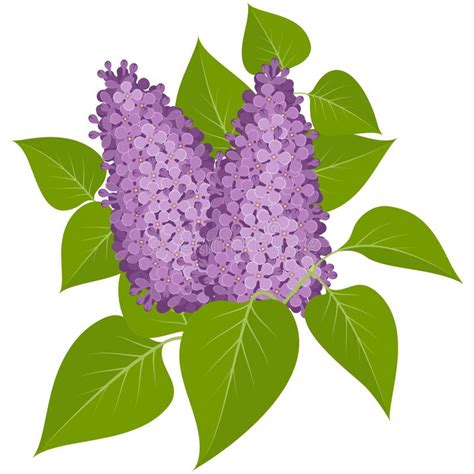 Vector ветвь с цветка сирени или Syringa плана пуком фиолетового и