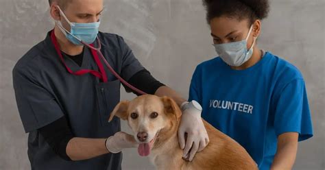 7 Best Steps To Become A Veterinarian With FAQs Ziiky