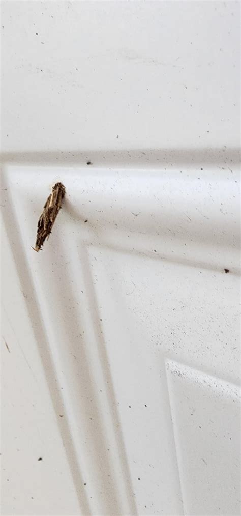 Is This A Bug Cocoon What Bug Is It Miami Fl R Whatsthisbug