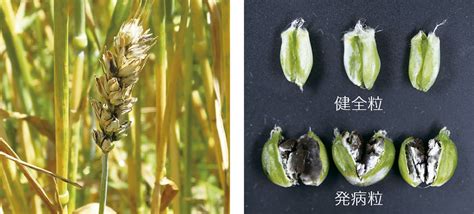 コムギなまぐさ黒穂病の防除対策 アグリポートWeb
