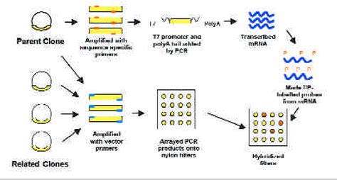 Figure 1 From Cross Hybridization Of Closely Related Genes On High Density Macroarrays