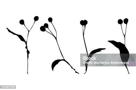 린든 Tilia 인쇄물 가지 씨앗 검은 실루엣 근접 촬영 흰색 배경 세트에 고립 참피 나무에 대한 스톡 벡터 아트 및 기타