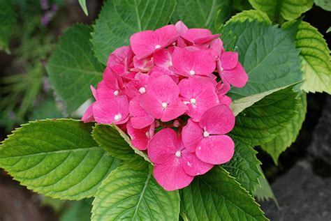 Hydrangea Macrophylla Leaf
