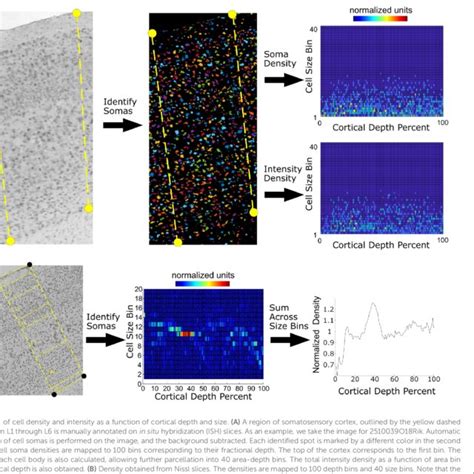 Inhibitory Neuron Predictions A Predicted Expression Of Inhibitory Download Scientific