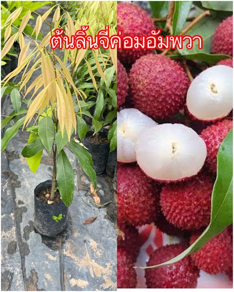 ต้นลิ้นจี่พันธุ์ค่อมอัมพวา แบบเสียบยอดสูง50ซม ต้นพันธุ์แข็งแรง Lazada